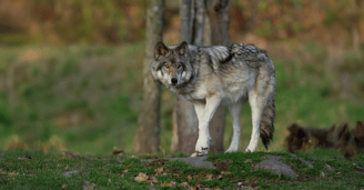 Bijtincident wolf bij Austerlitz: ‘Buitengewoon risicovol om een roedel ...